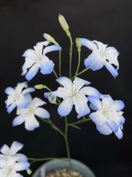 Zephyra elegans | おうち植物園